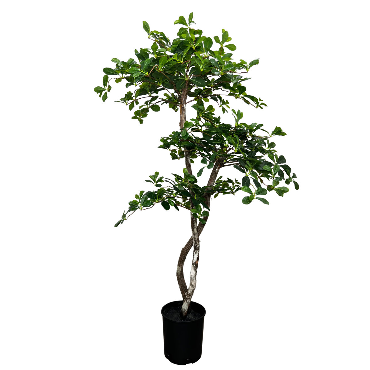 Primrue Hand-Made Primrue Fresh Italian Black Olive Leaf 5'' Artificial Tree & Reviews | Wayfair
